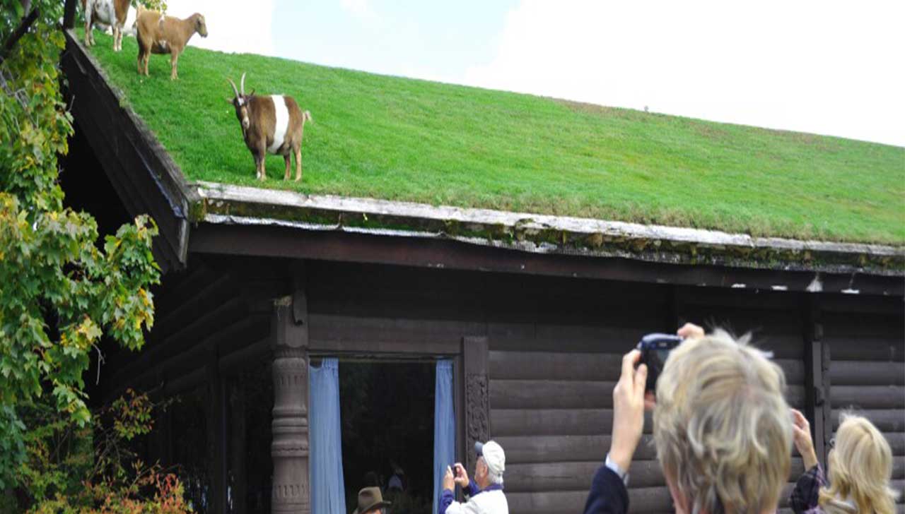 Attorney’s Challenge of Goats-on-Roof Trademark Deemed Frivolous ...